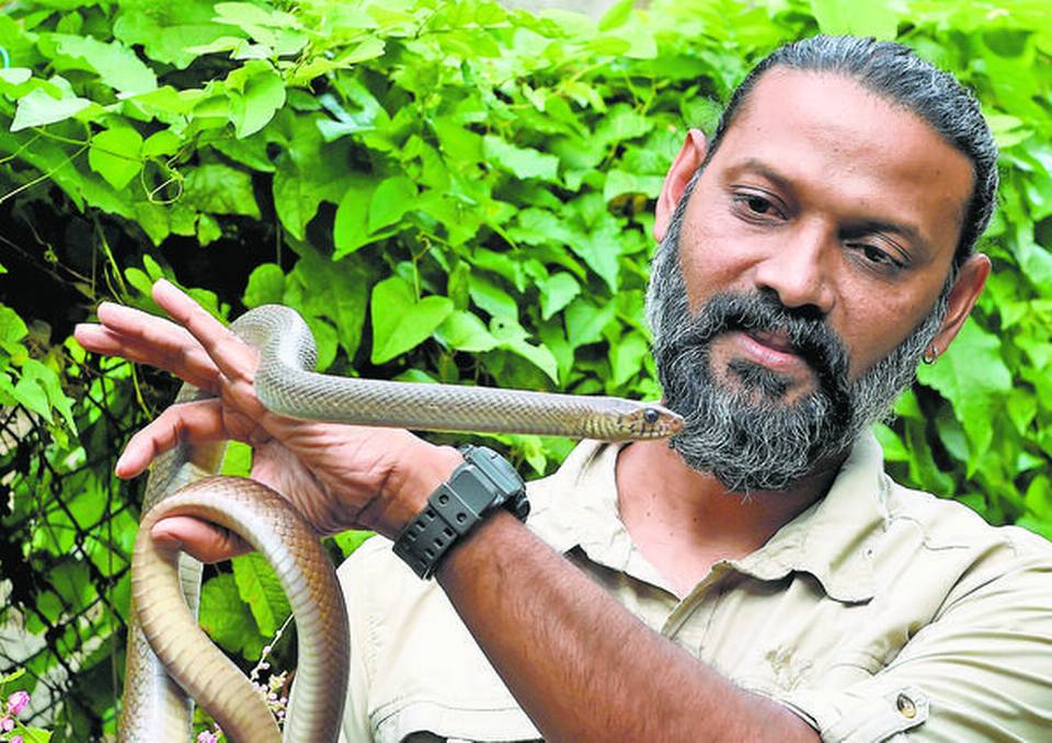 King Cobra Researcher Interview – Offbeat, unusual, unconventional ...